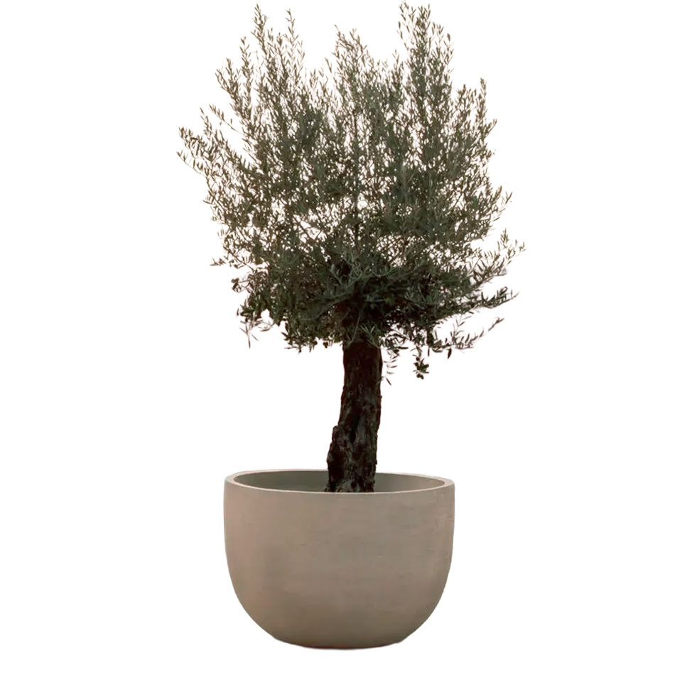 Domani Planters | Haute Living